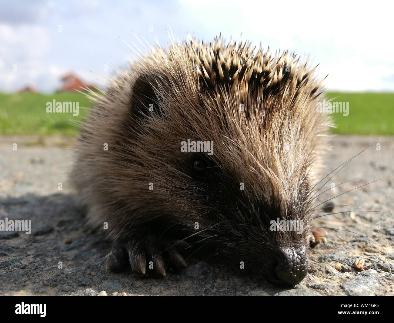 Hedgehog road hi-res stock photography and images - Alamy