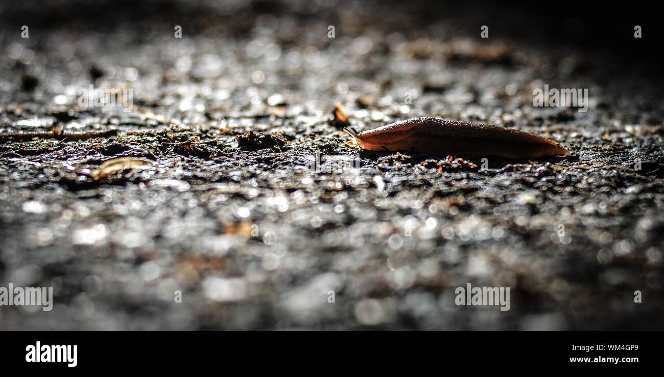 Surface Level Of Slug On Field Stock Photo - Alamy