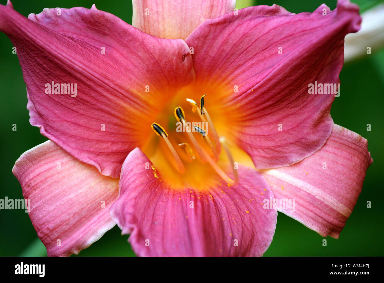 Pink asiatic lily Stock Photo - Alamy