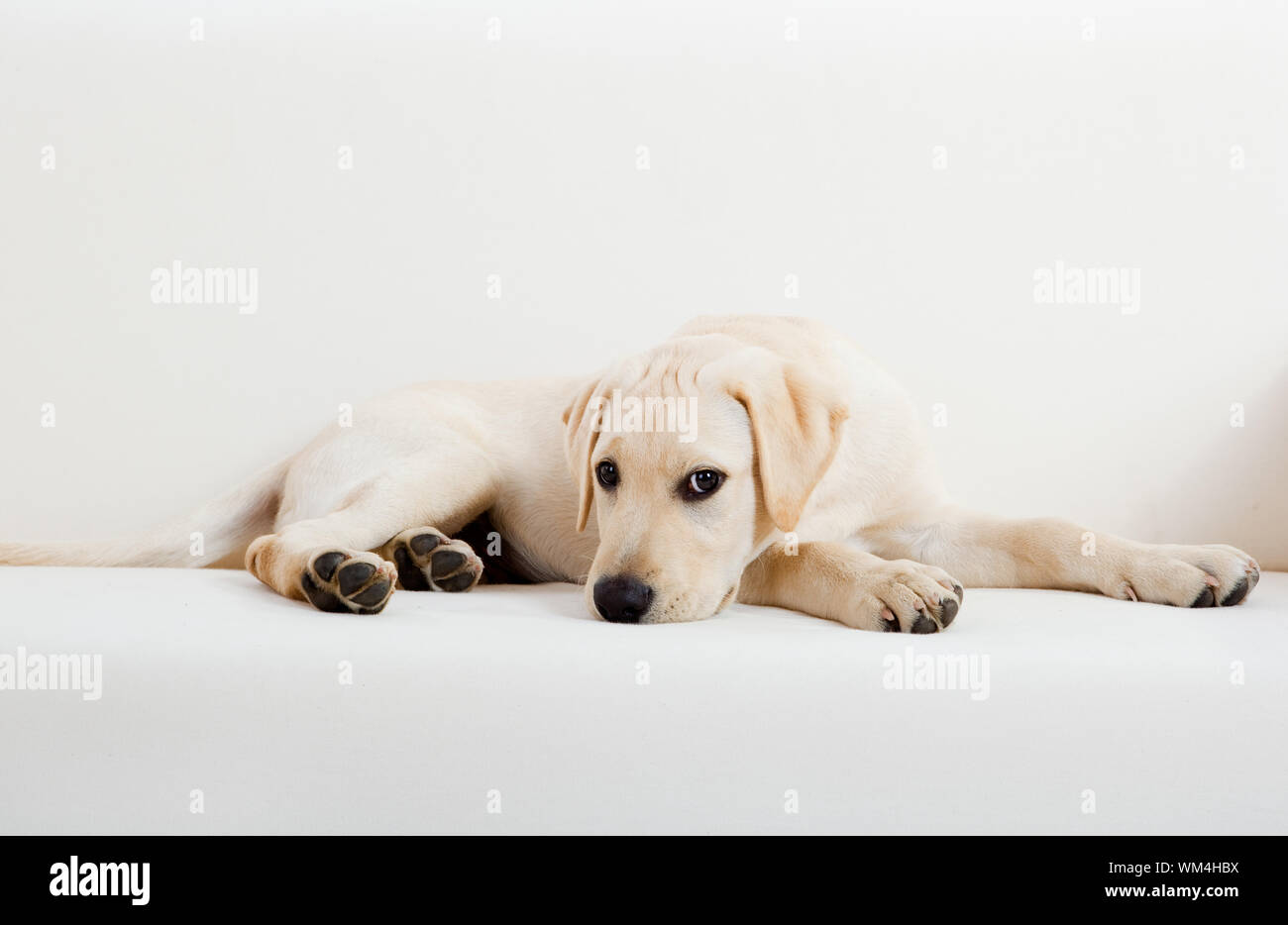 Studio portrait of a beautiful and cute labrador dog breed Stock Photo ...