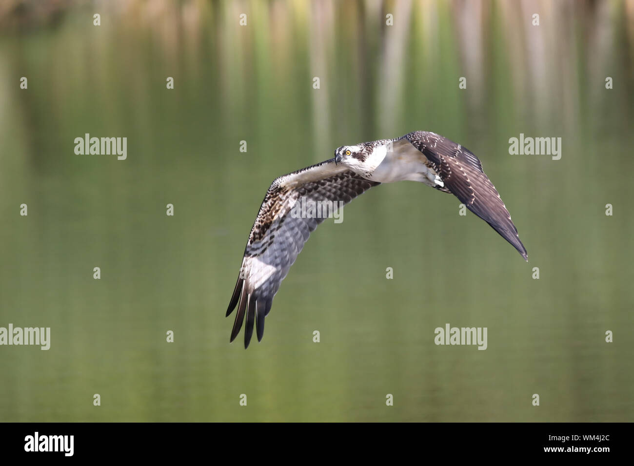 Osprey Bird Flying Above Lake Stock Photo - Alamy