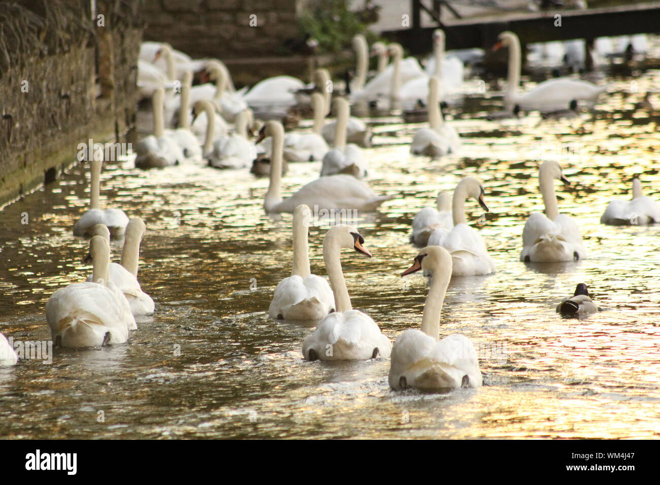 Canal view with swans hi-res stock photography and images - Alamy