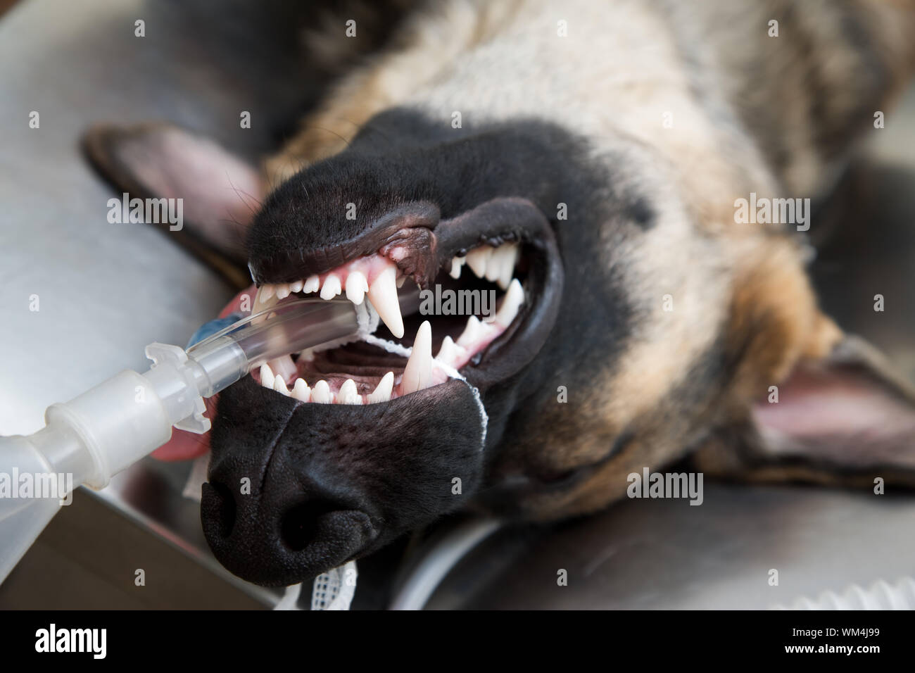 Large dog under anesthesia in veterinarian clinic Stock Photo - Alamy
