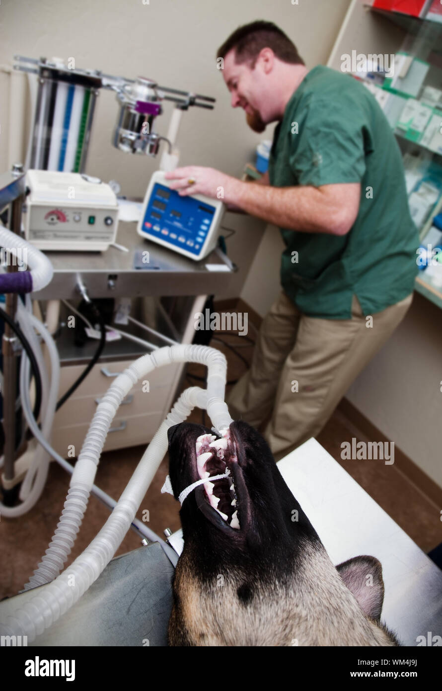 Large dog under anesthesia in veterinarian clinic with technician in ...