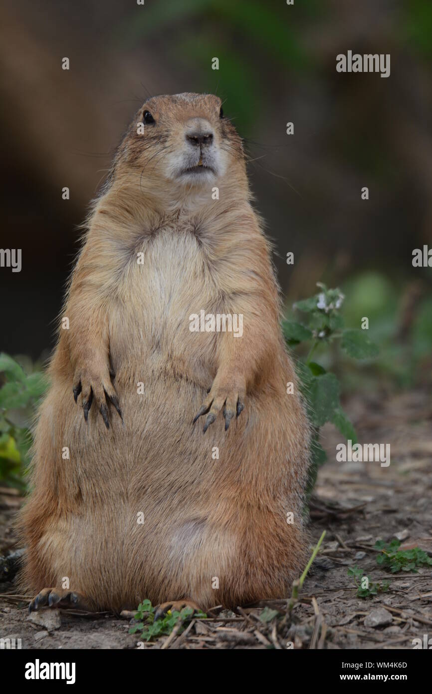 Prairie portrait hi-res stock photography and images - Alamy