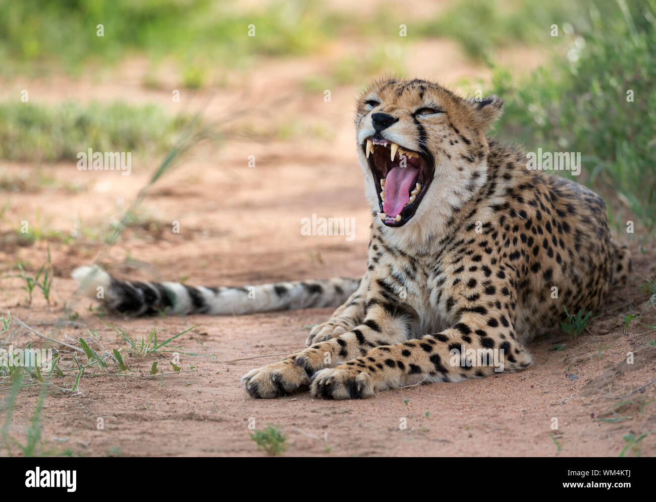 Cheetah Yawning High Resolution Stock Photography and Images - Alamy