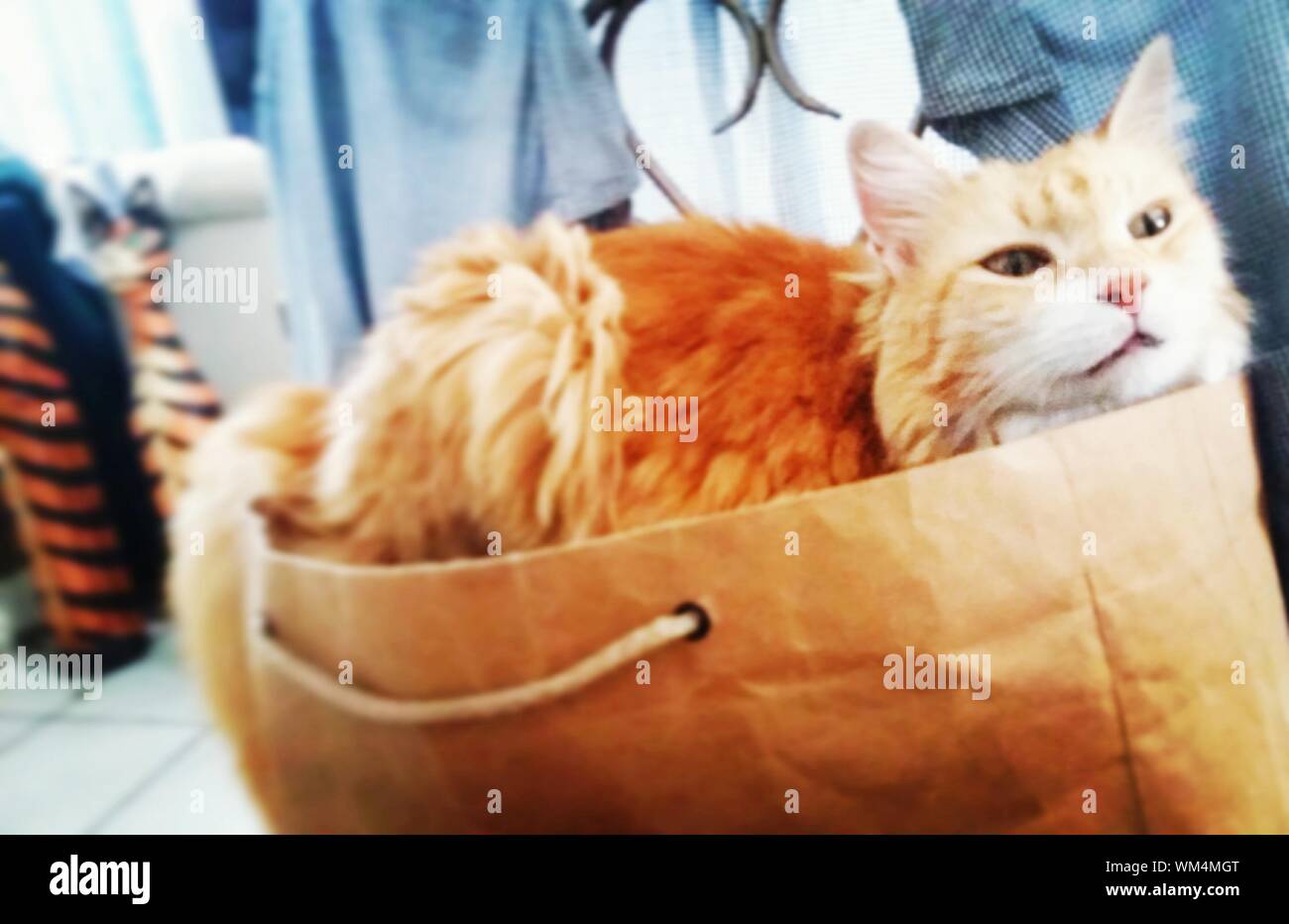 Cat In Paper Bag At Home Stock Photo - Alamy