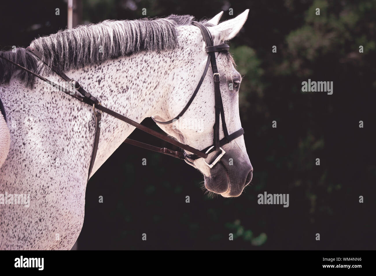 Horse Wearing Bridle High Resolution Stock Photography and Images - Alamy