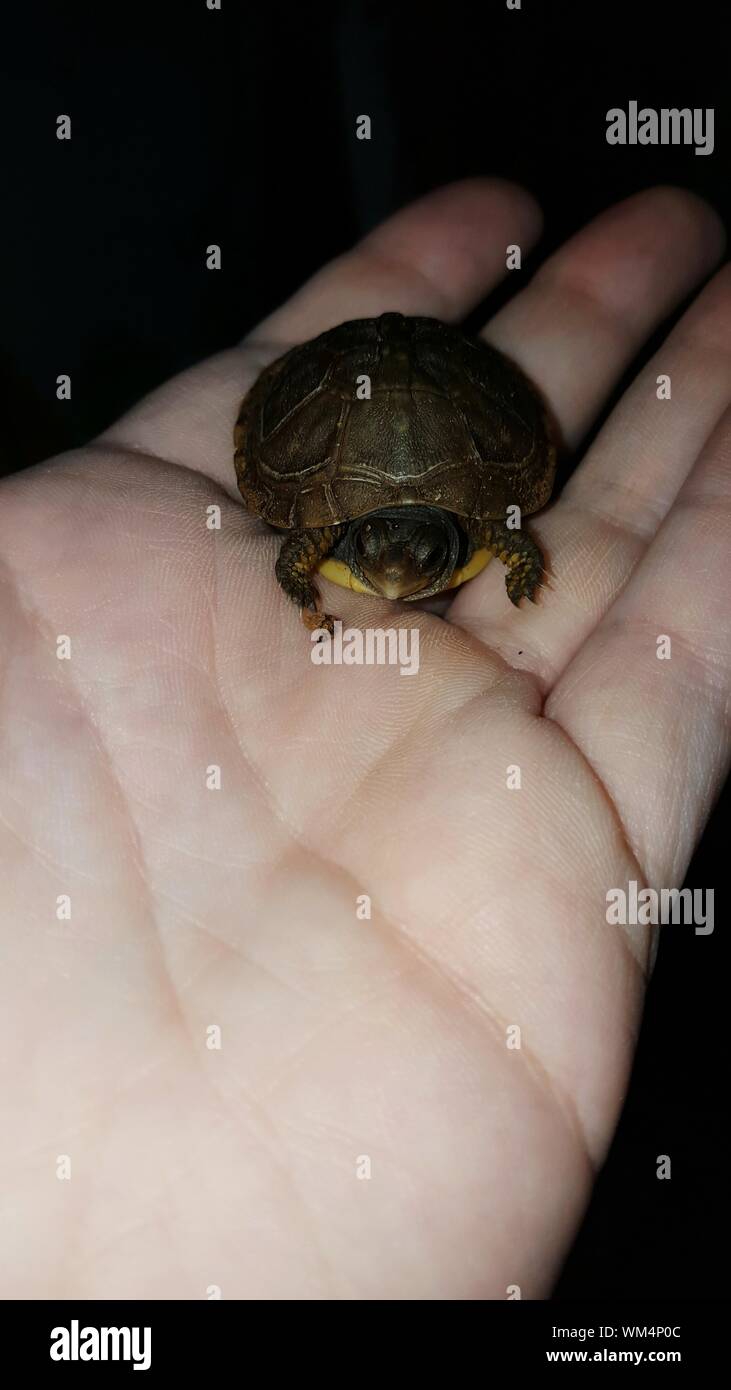 Hand holding turtle hi-res stock photography and images - Alamy