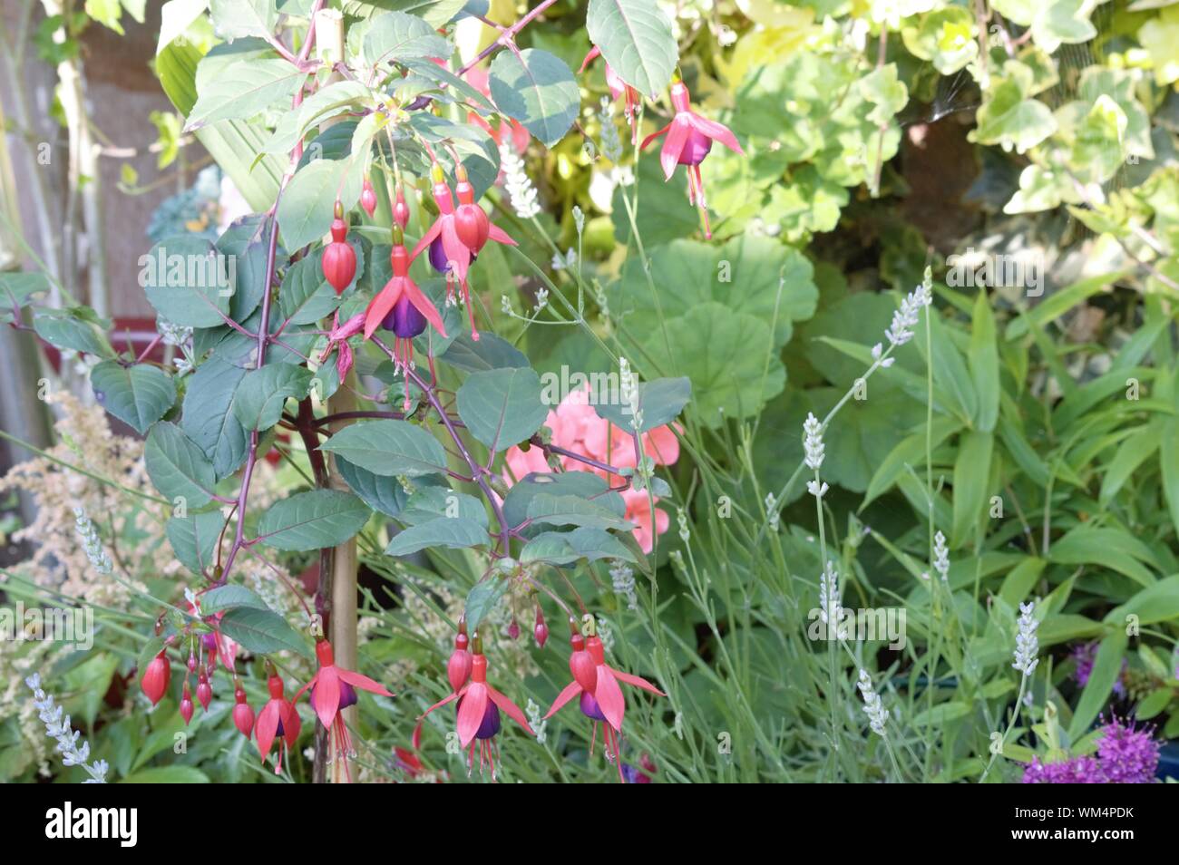 Color fuschia hi-res stock photography and images - Alamy