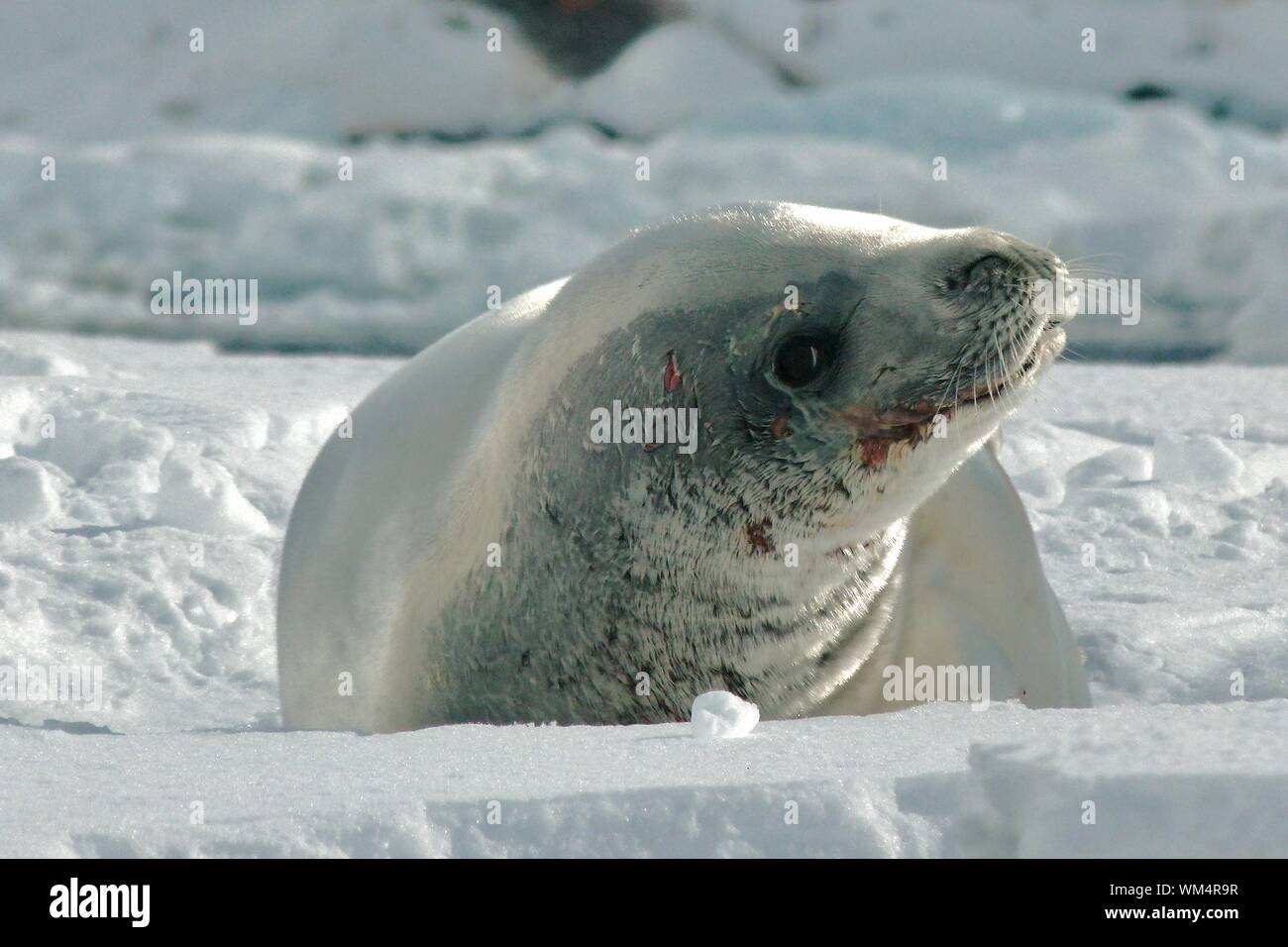 Seal on the snow hi-res stock photography and images - Alamy