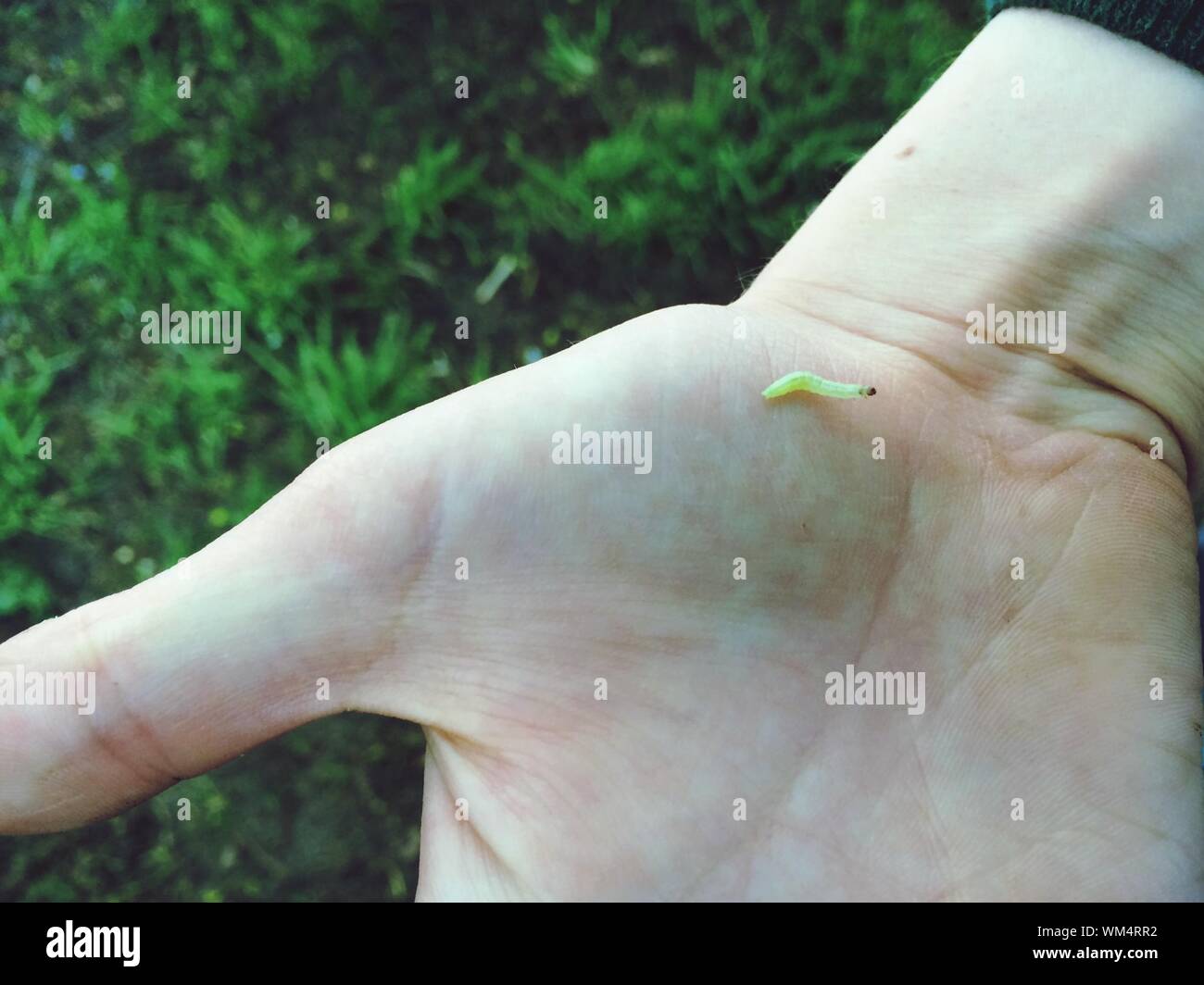 Human larva hi-res stock photography and images - Alamy
