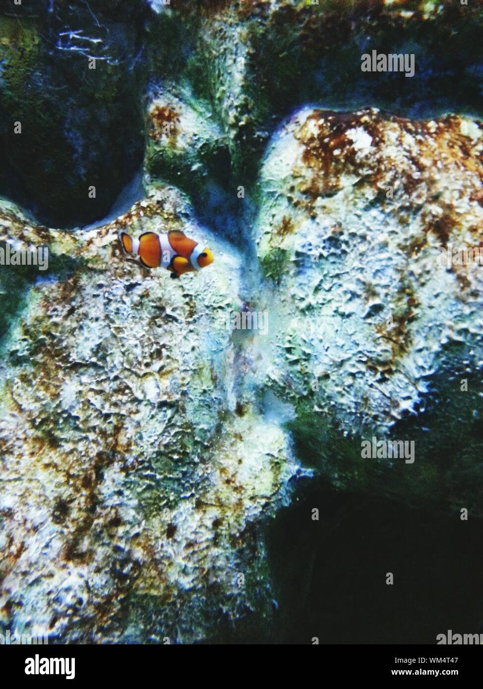 Clownfish swimming hi-res stock photography and images - Alamy