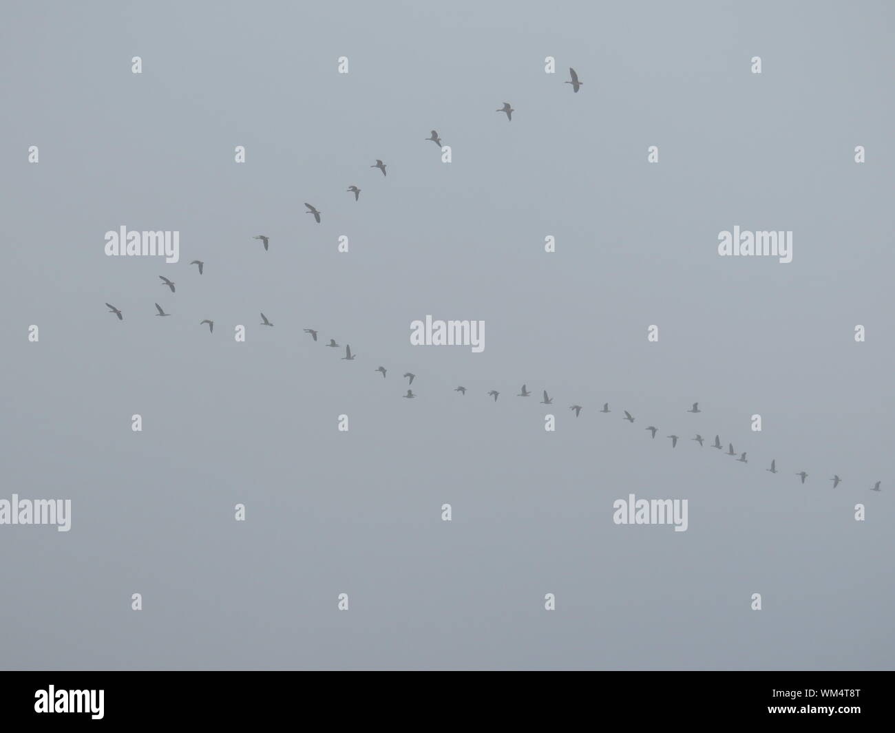 Flying birds in a row hi-res stock photography and images - Alamy