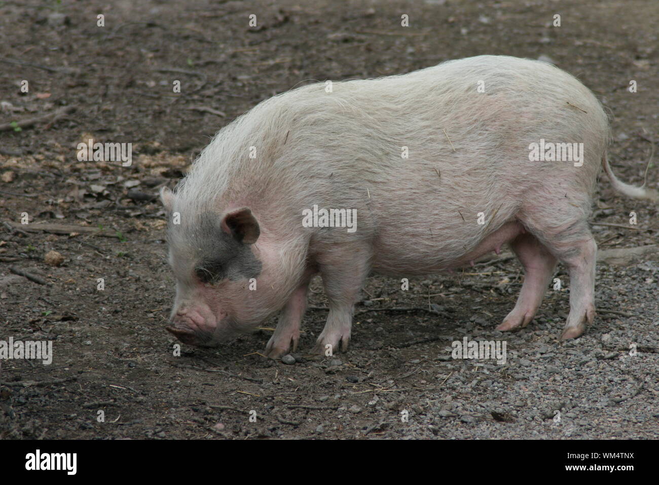 Domestic Pig Side View High Resolution Stock Photography and Images - Alamy