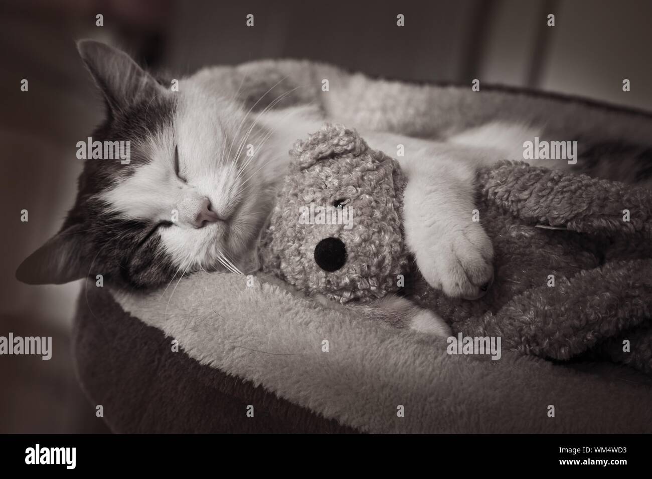 Domestic cat sleeping teddy bear hi-res stock photography and images ...
