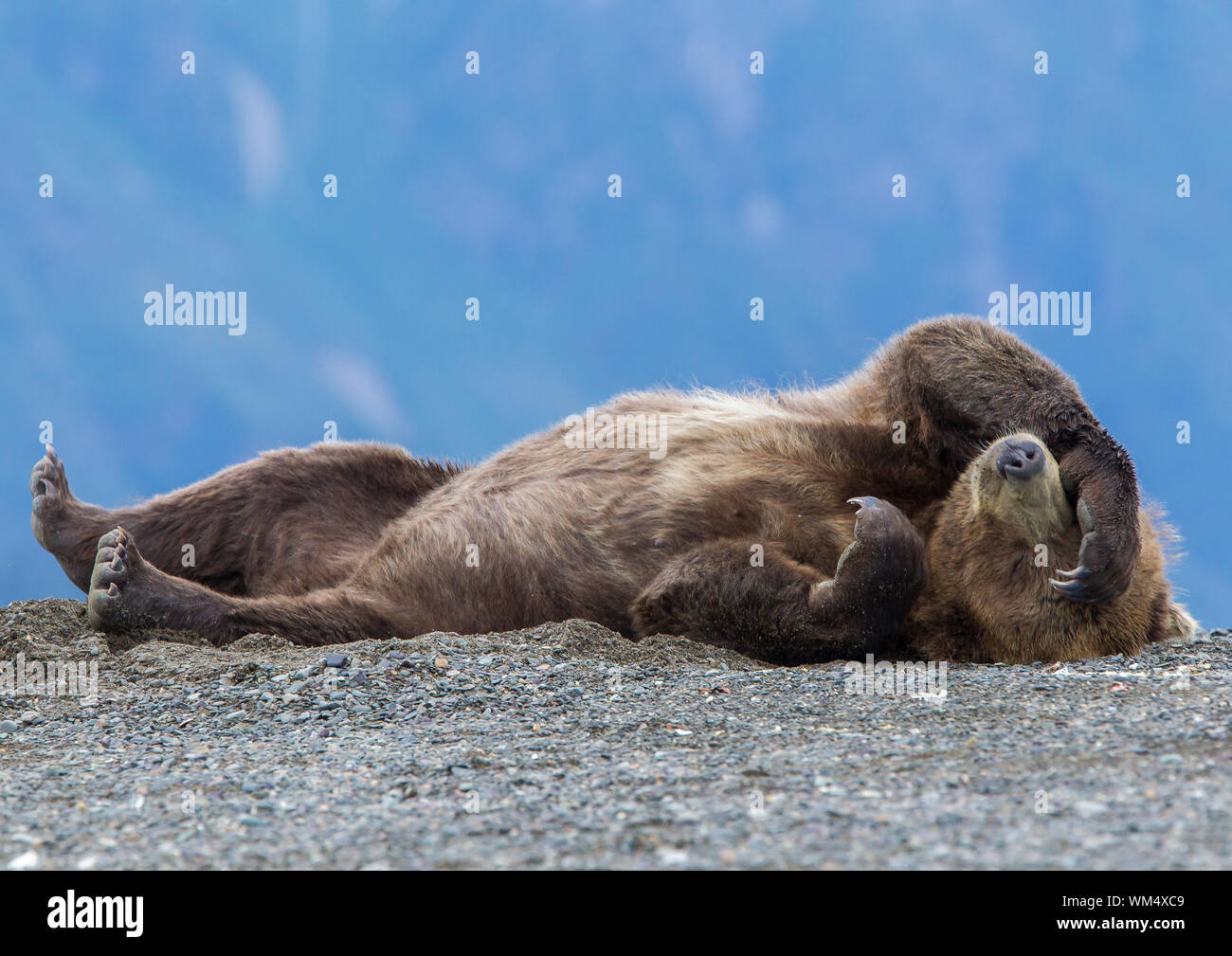 Bear Resting On The Beach High Resolution Stock Photography and Images ...