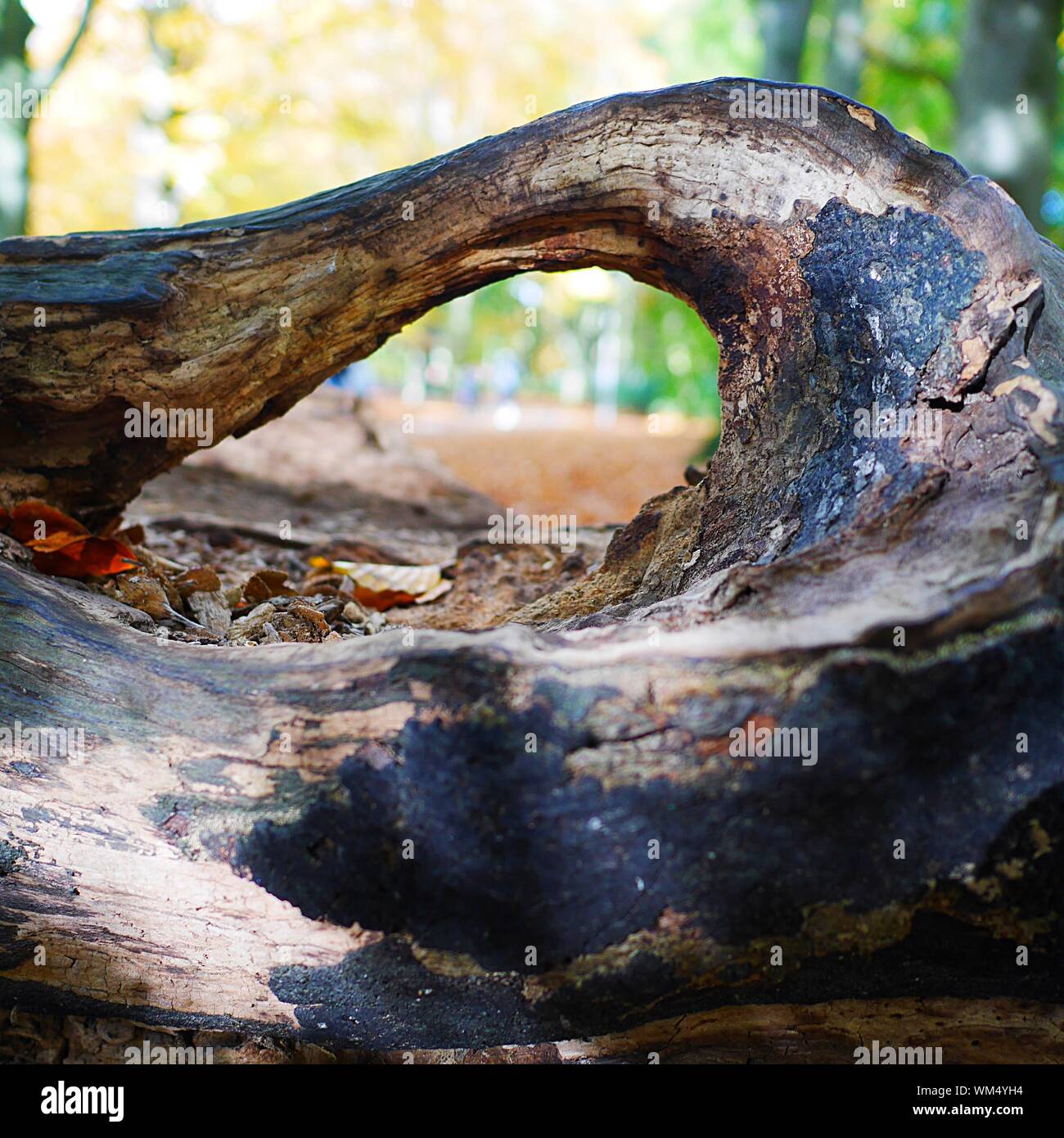 Tree curved forest hi-res stock photography and images - Alamy