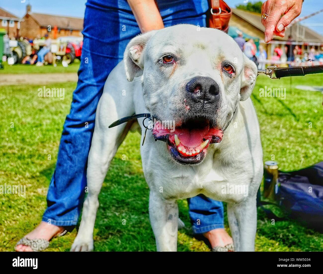 Panting dog hi-res stock photography and images - Alamy