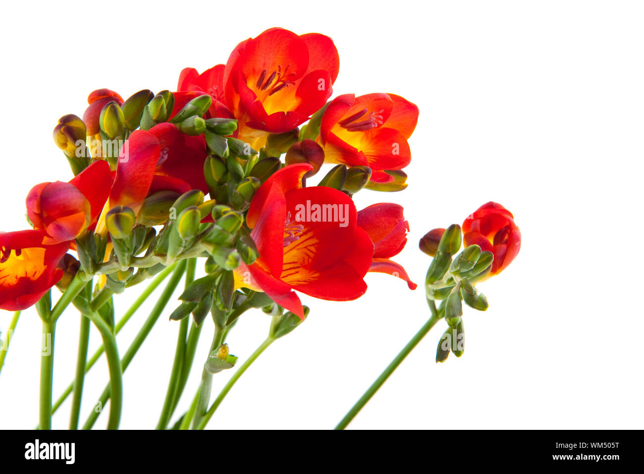 Red Freesias flowers isolated over white background Stock Photo - Alamy