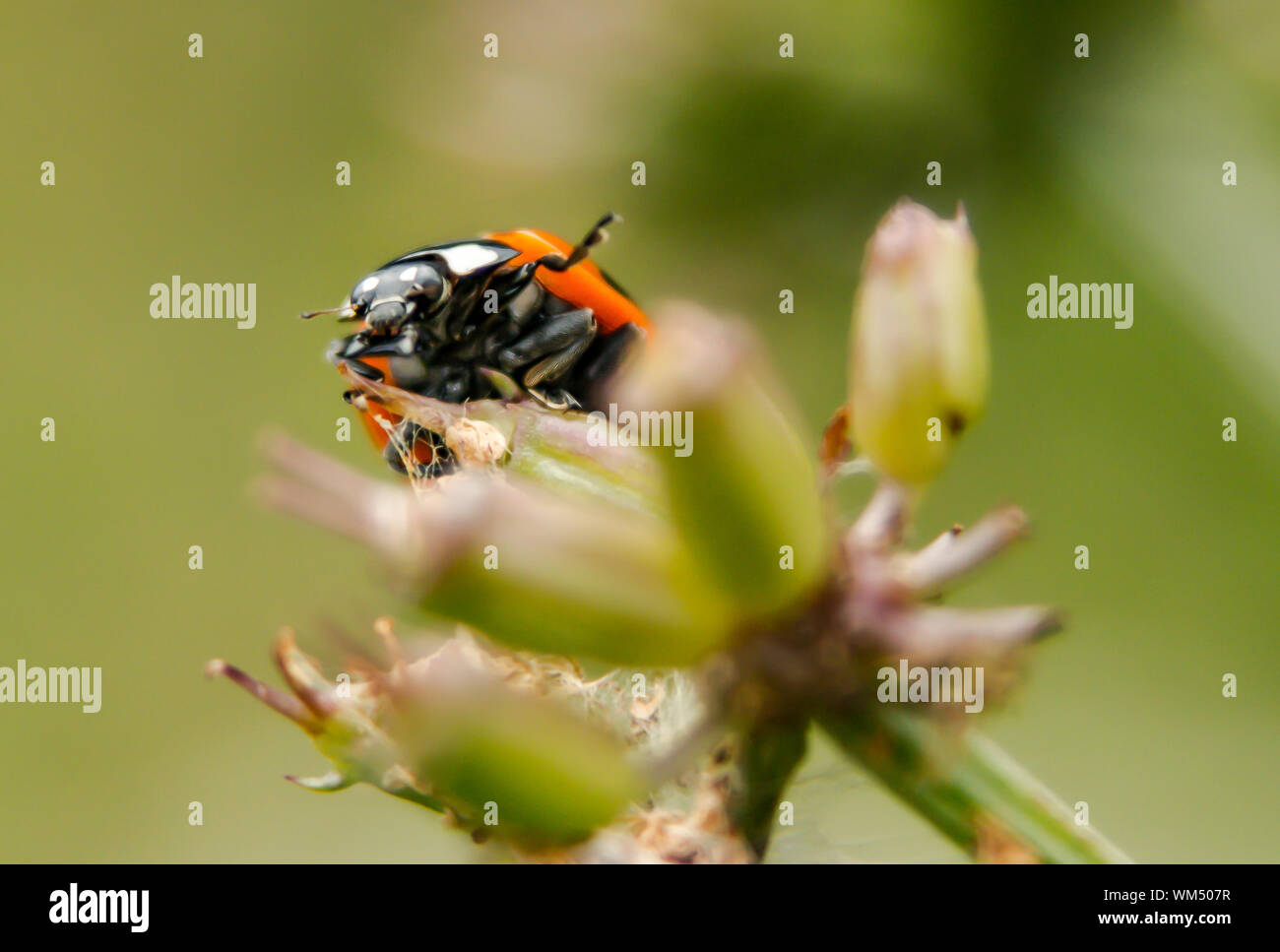 Ladybird on plant hi-res stock photography and images - Alamy