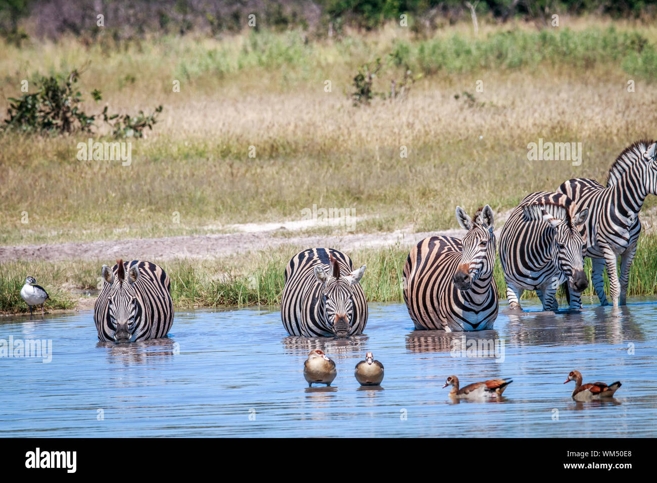 Zebra Duck High Resolution Stock Photography and Images - Alamy
