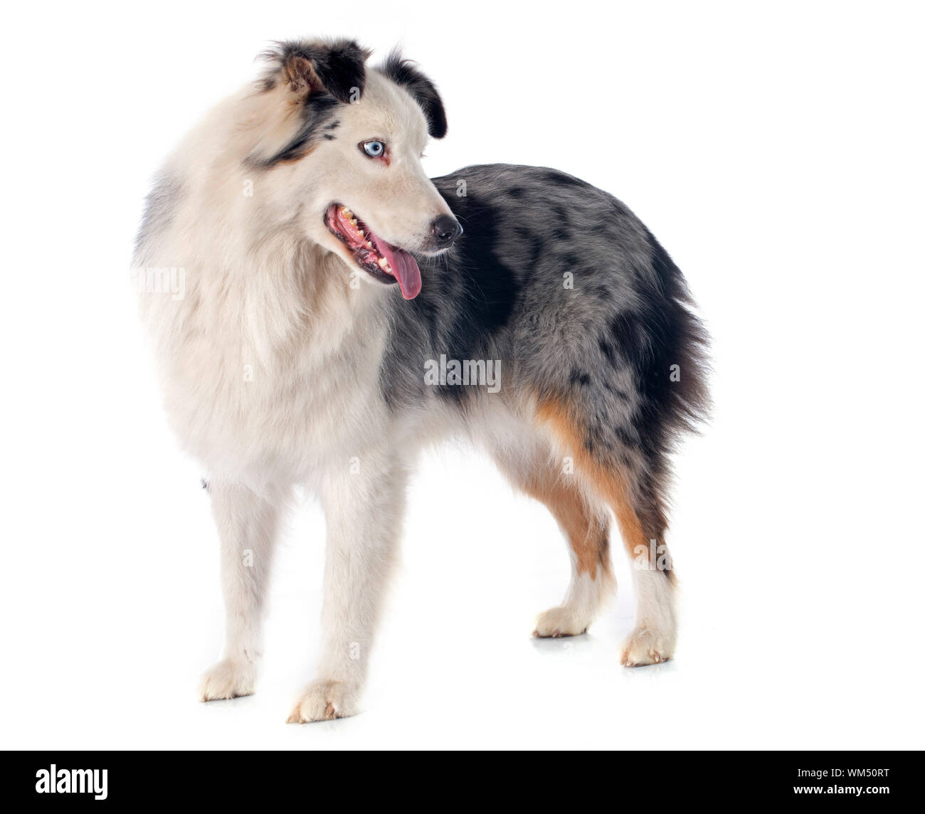 australian shepherd in front of white background Stock Photo - Alamy