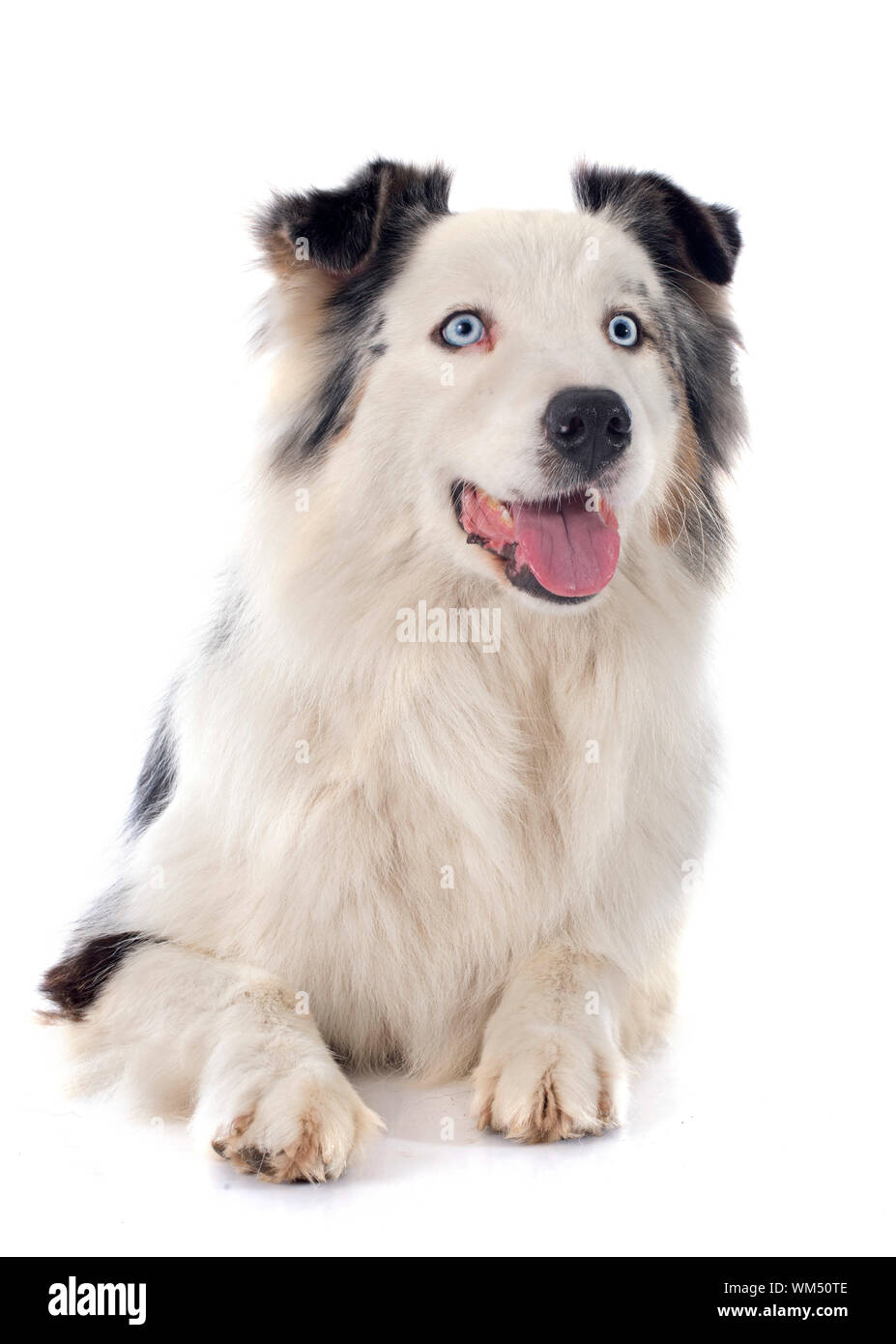 australian shepherd in front of white background Stock Photo - Alamy