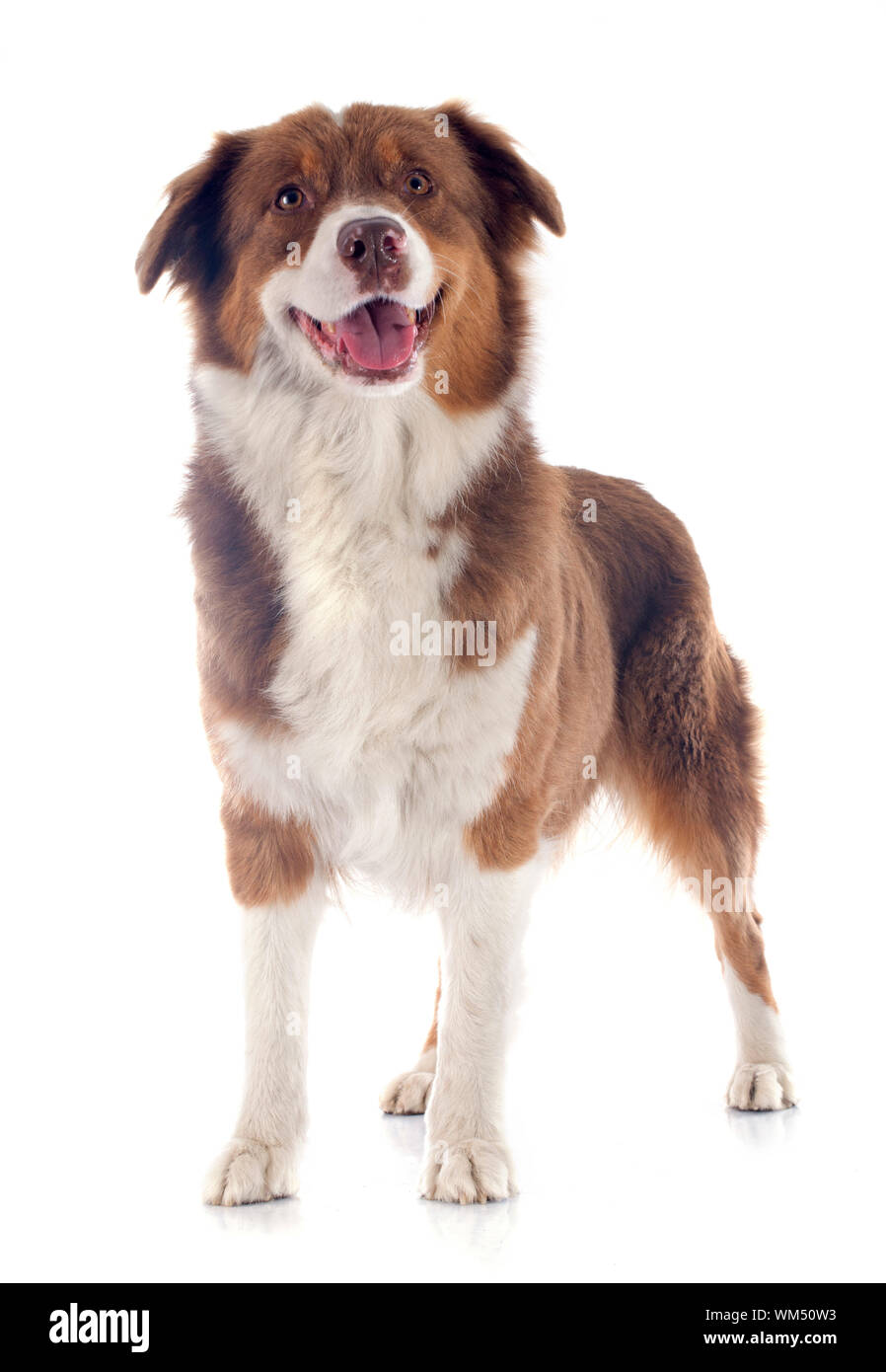 australian shepherd in front of white background Stock Photo - Alamy