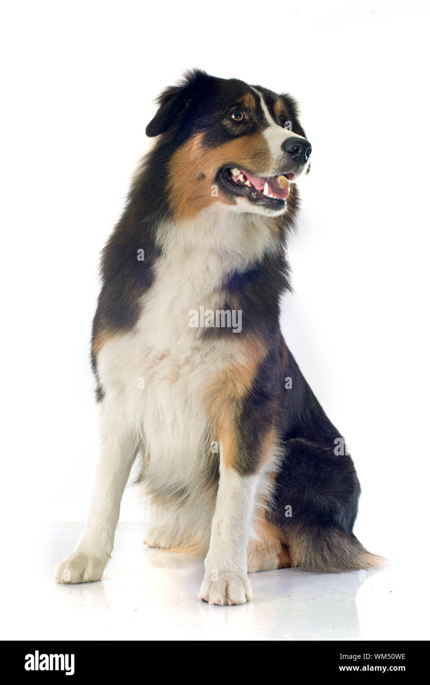 australian shepherd in front of white background Stock Photo - Alamy