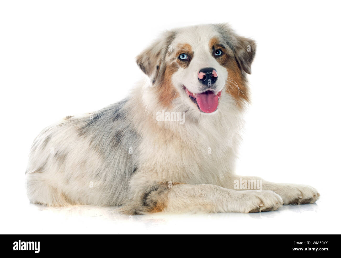 australian shepherd in front of white background Stock Photo - Alamy