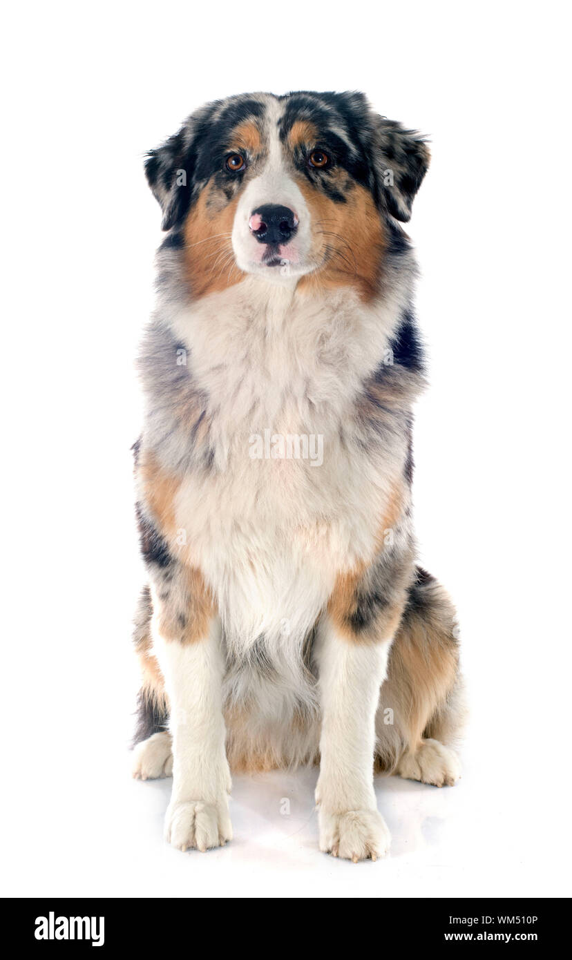 australian shepherd in front of white background Stock Photo - Alamy