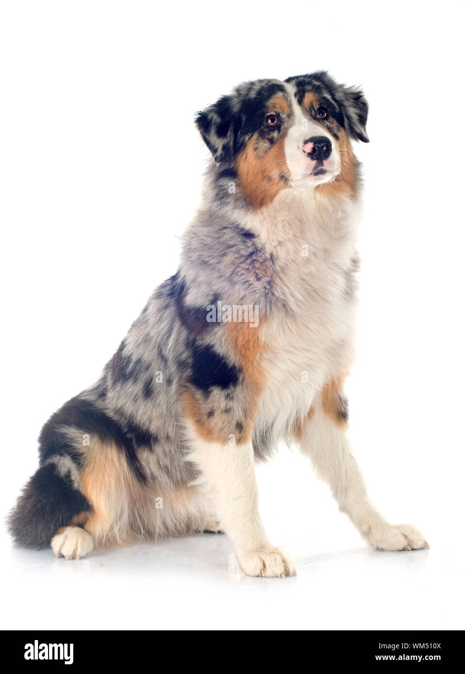 australian shepherd in front of white background Stock Photo - Alamy