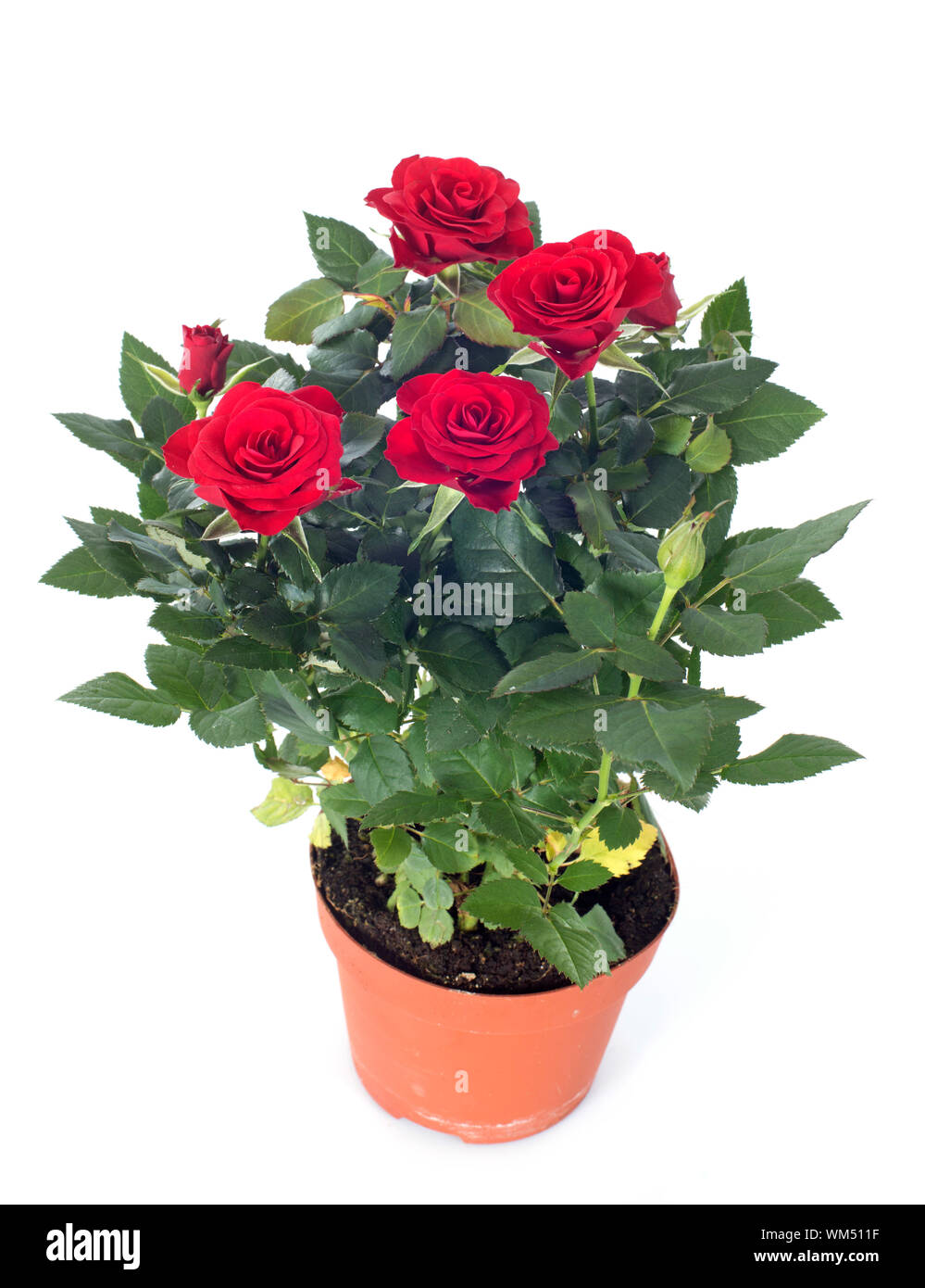 Rosebush white background Cut Out Stock Images & Pictures - Alamy