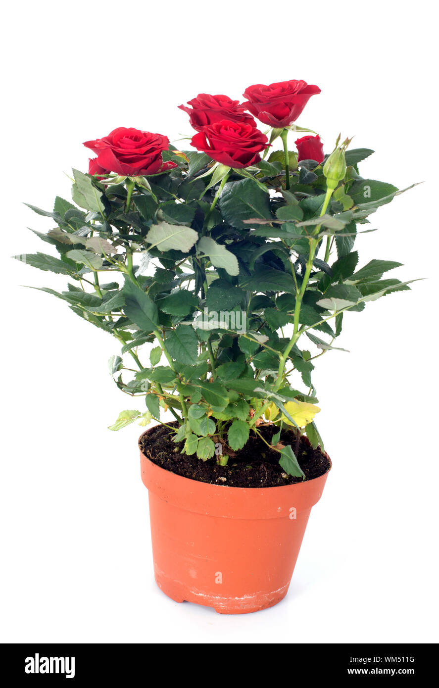 rose tree in front of white background Stock Photo - Alamy