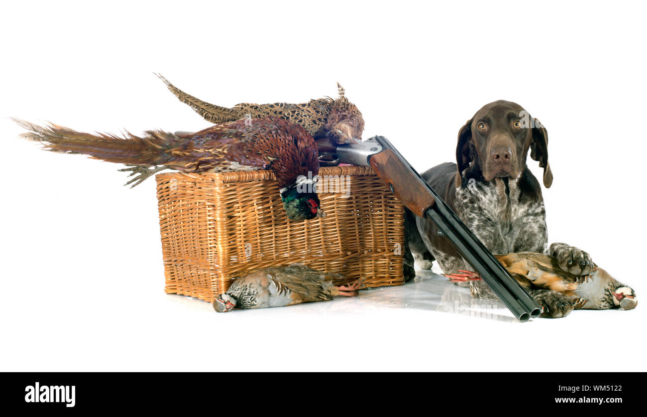 hunting games and dog in front of white background Stock Photo - Alamy