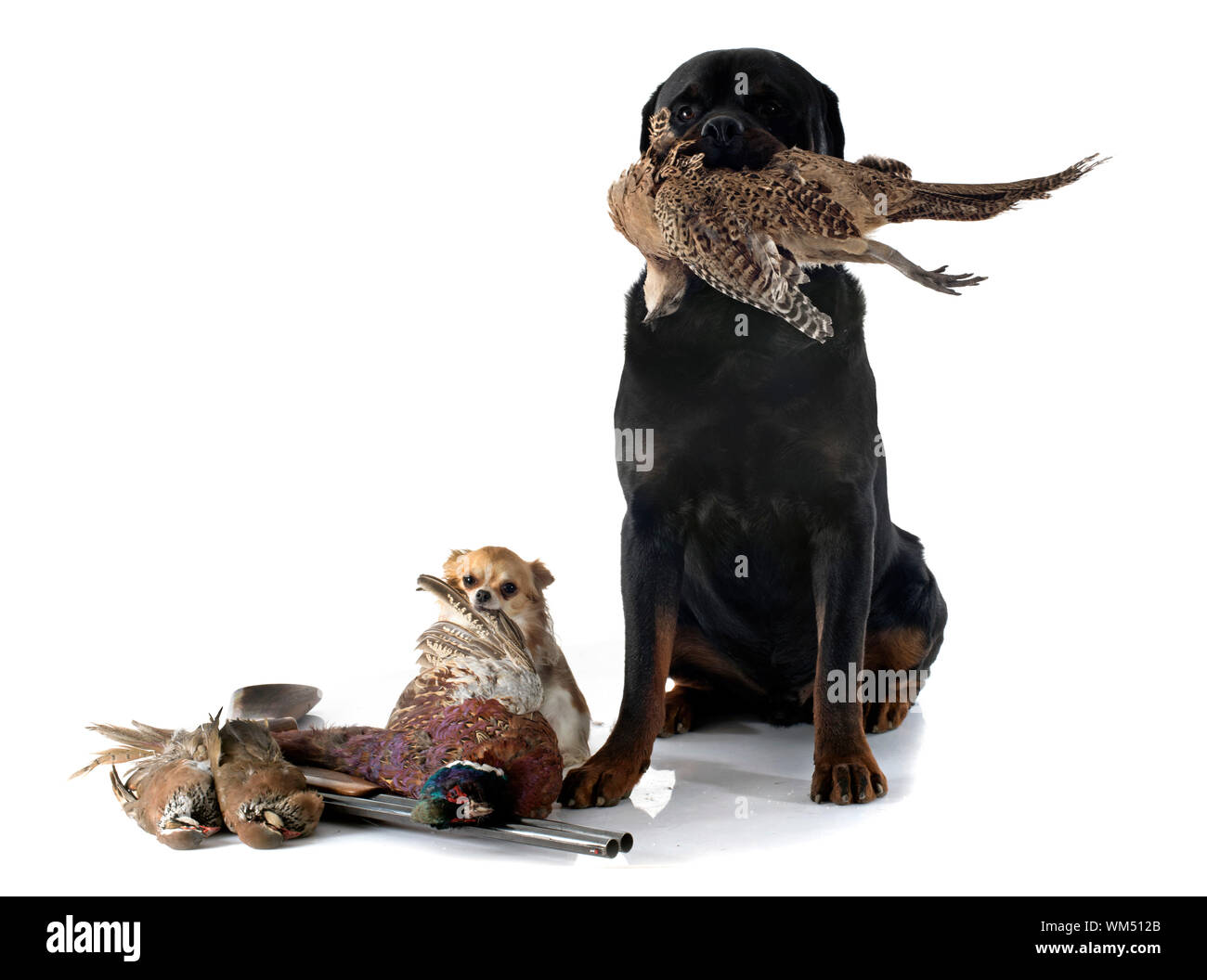 hunting dogs in front of white background Stock Photo - Alamy