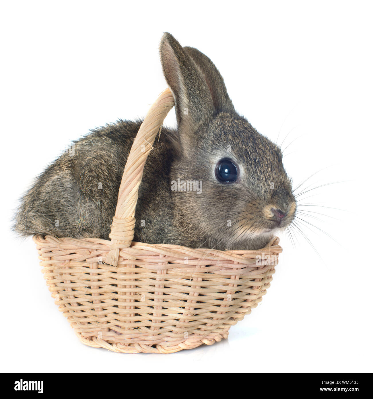 young rabbit in basket in front of white background Stock Photo - Alamy