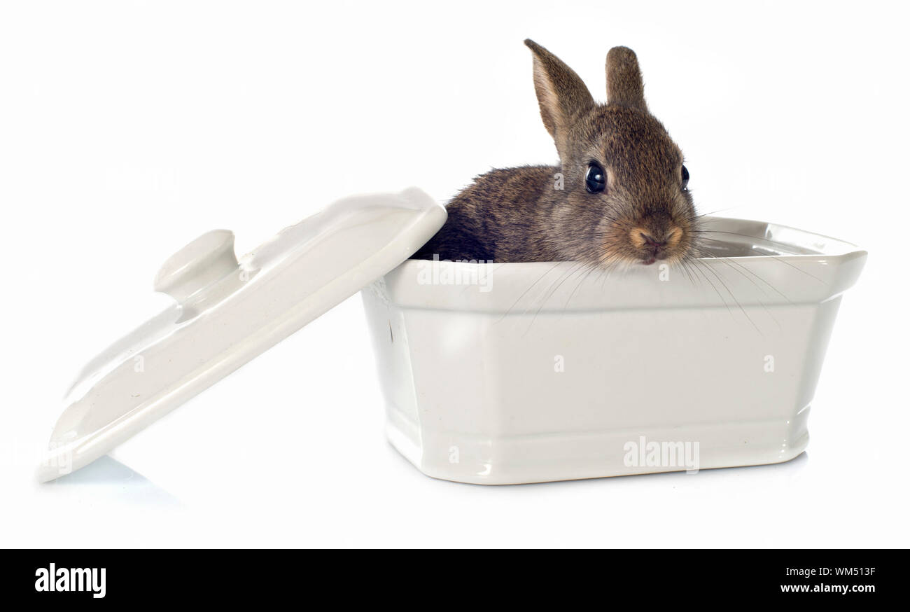European rabbit in front of white background Stock Photo - Alamy
