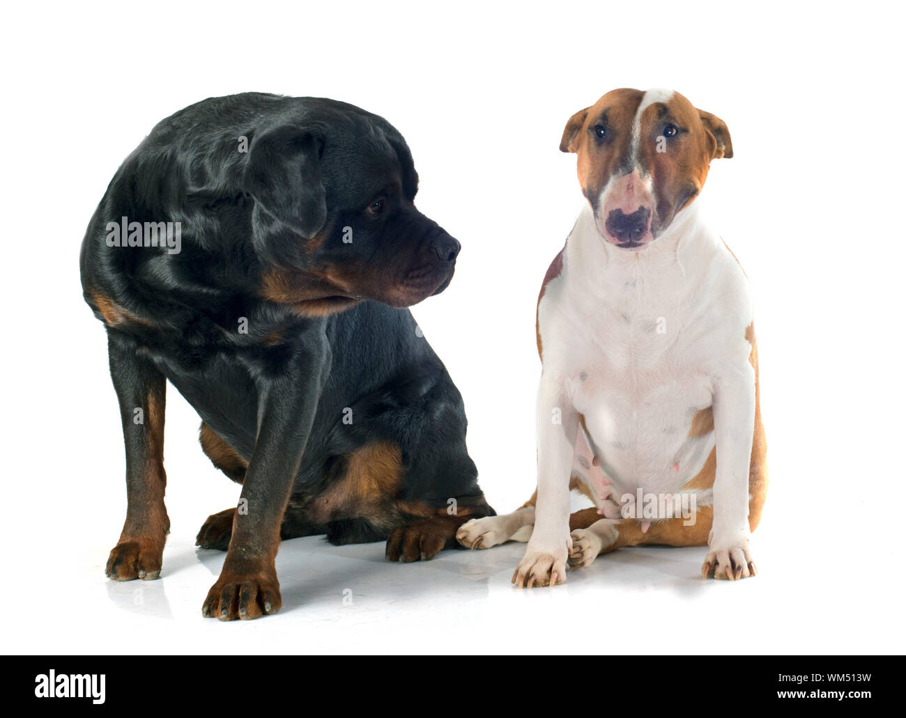 bull terrier and rottweiler in front of white background Stock Photo ...