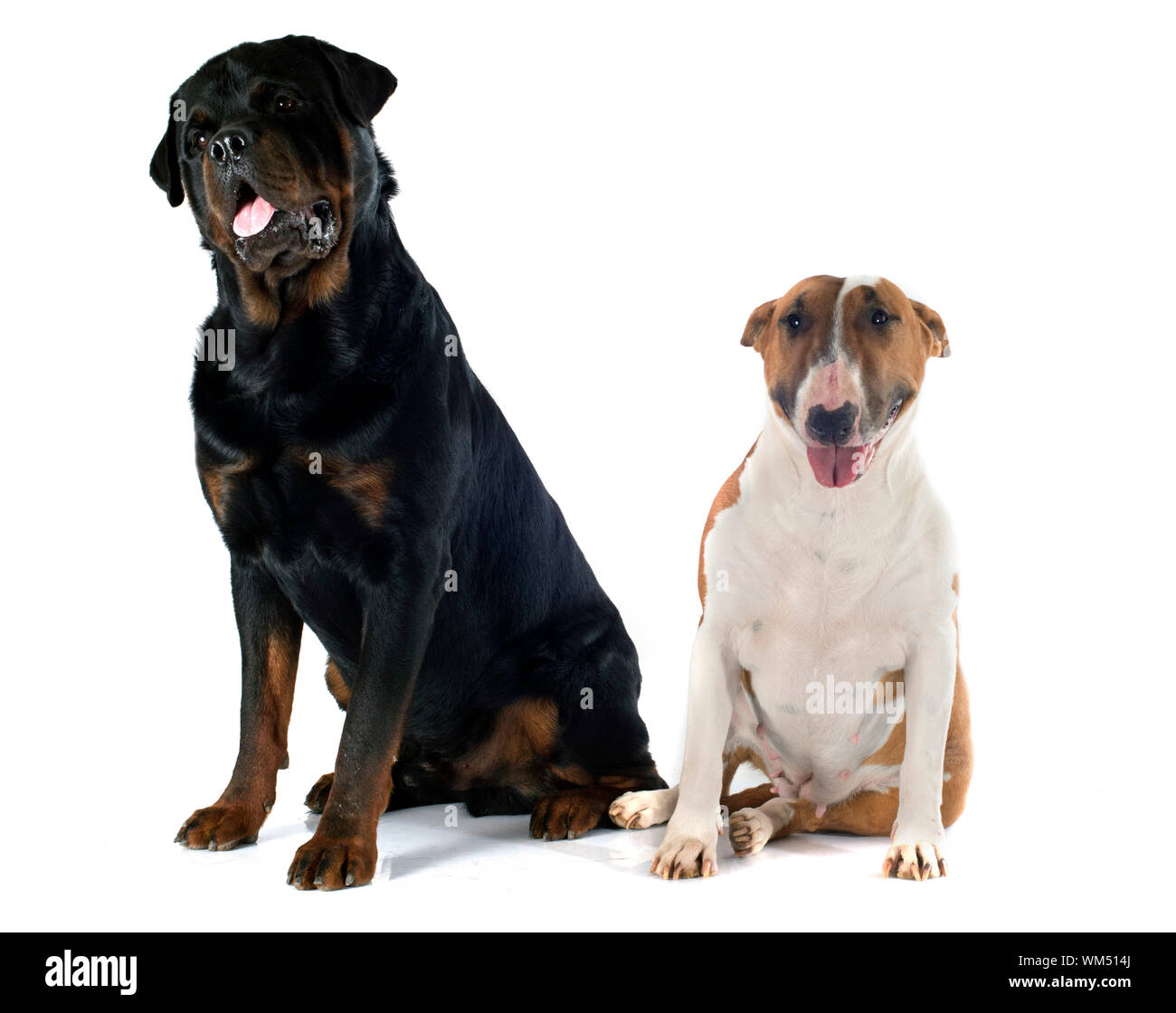 Pitbull Dog Vs Rottweiler