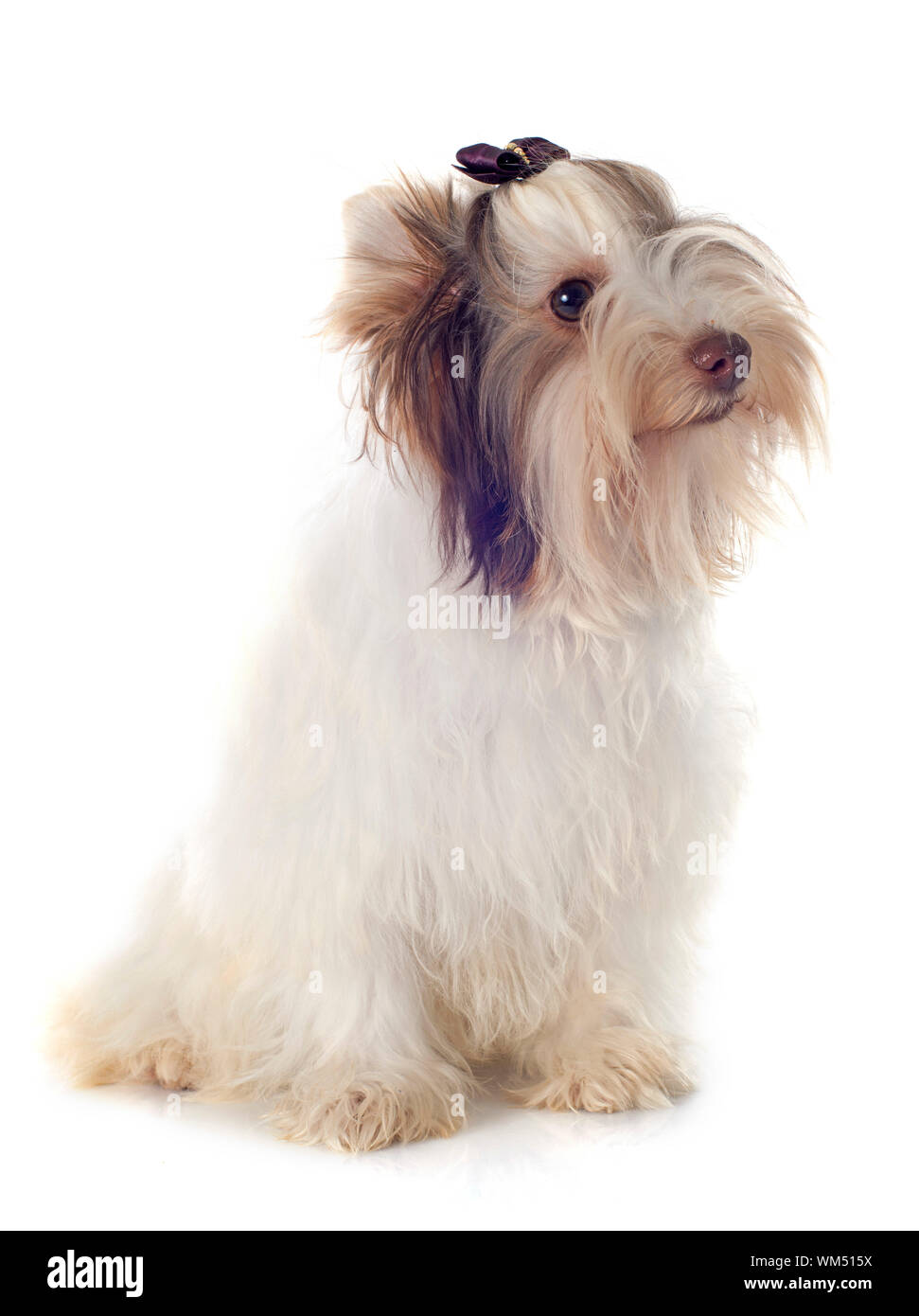 biewer yorkshire terrier in front of white background Stock Photo - Alamy