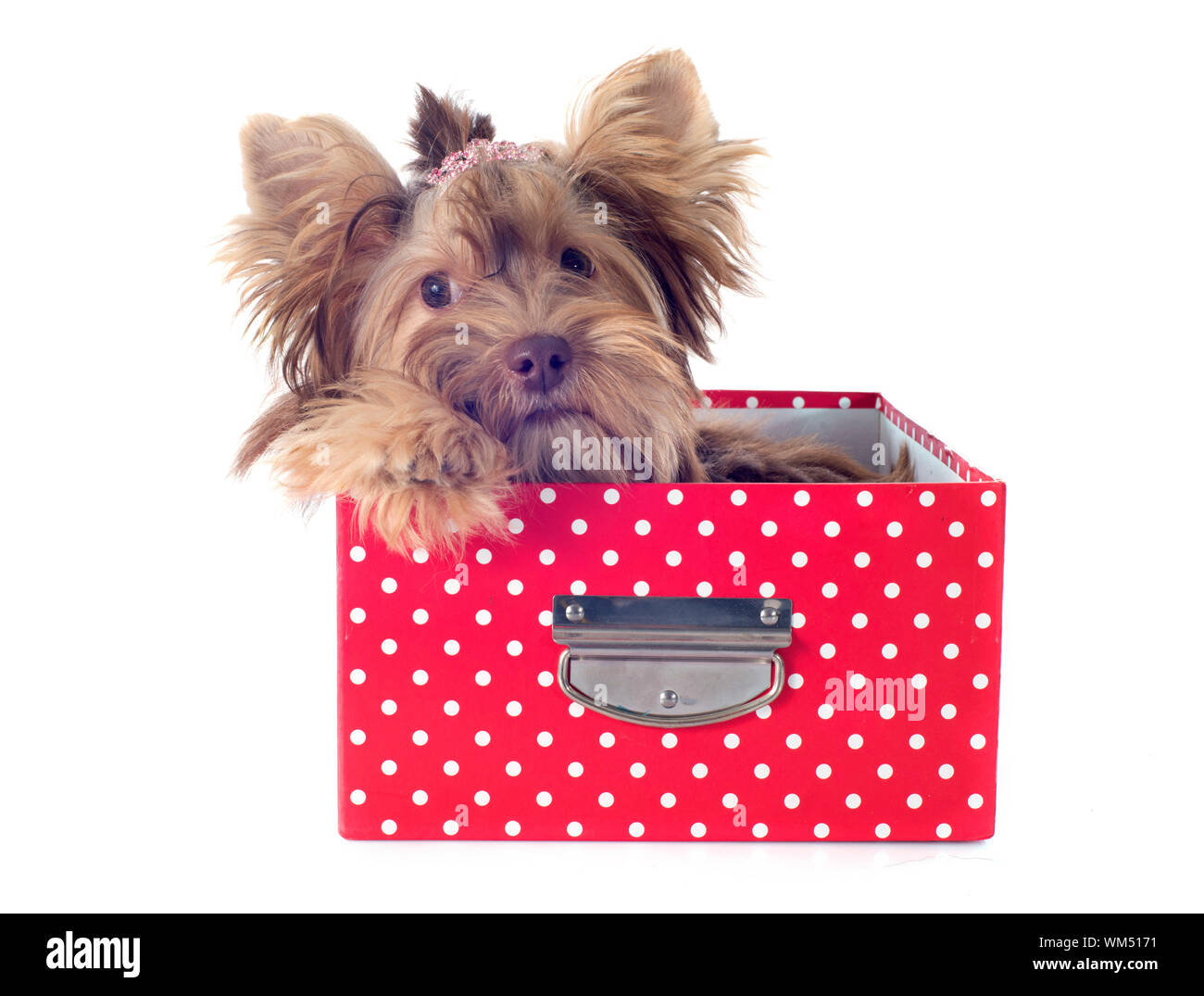 chocolate yorkshire terrier in front of white background Stock Photo ...