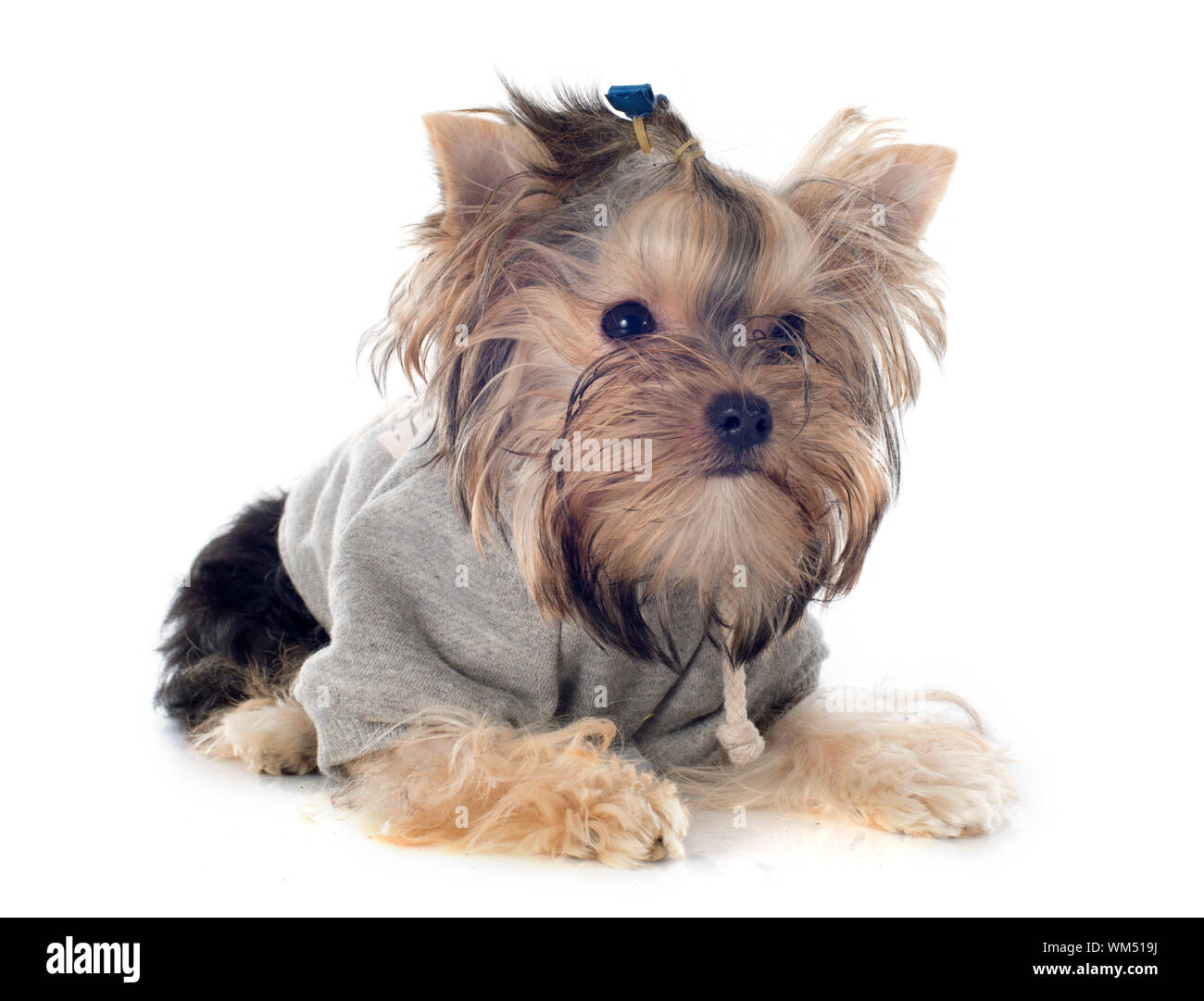 portrait of a purebred yorkshire terrier in front of white background ...