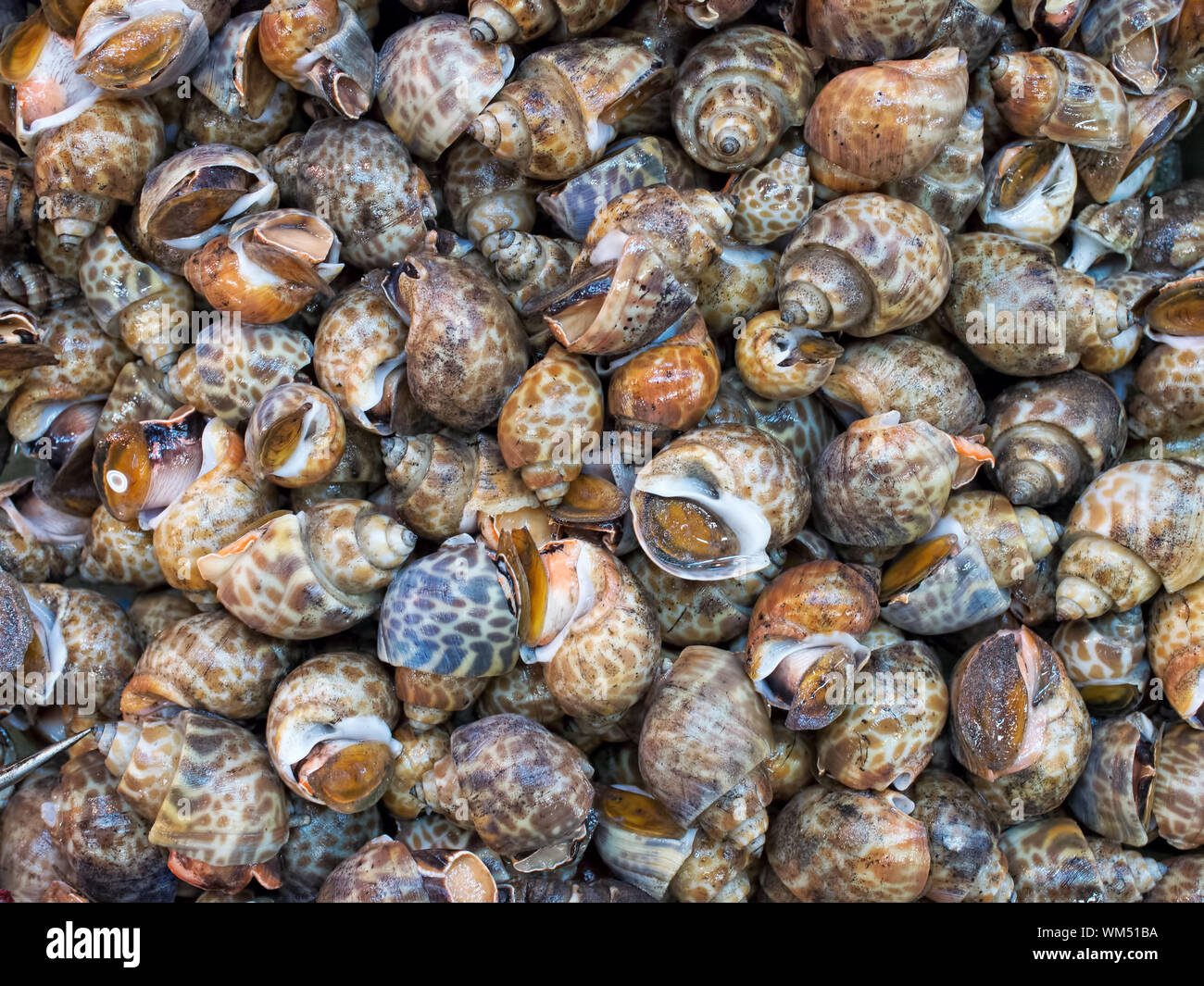 close up of live sea snails food background Stock Photo - Alamy
