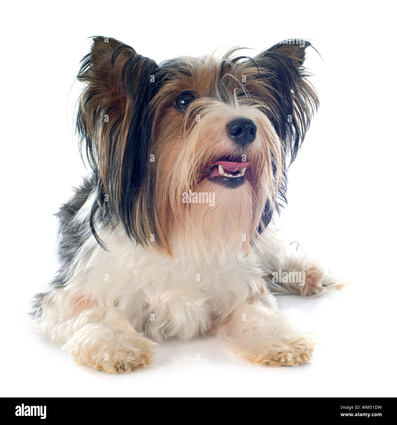 biewer yorkshire terrier in front of white background Stock Photo - Alamy