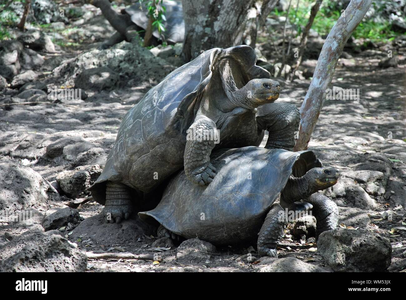 Giant tortoise mating hi-res stock photography and images - Alamy