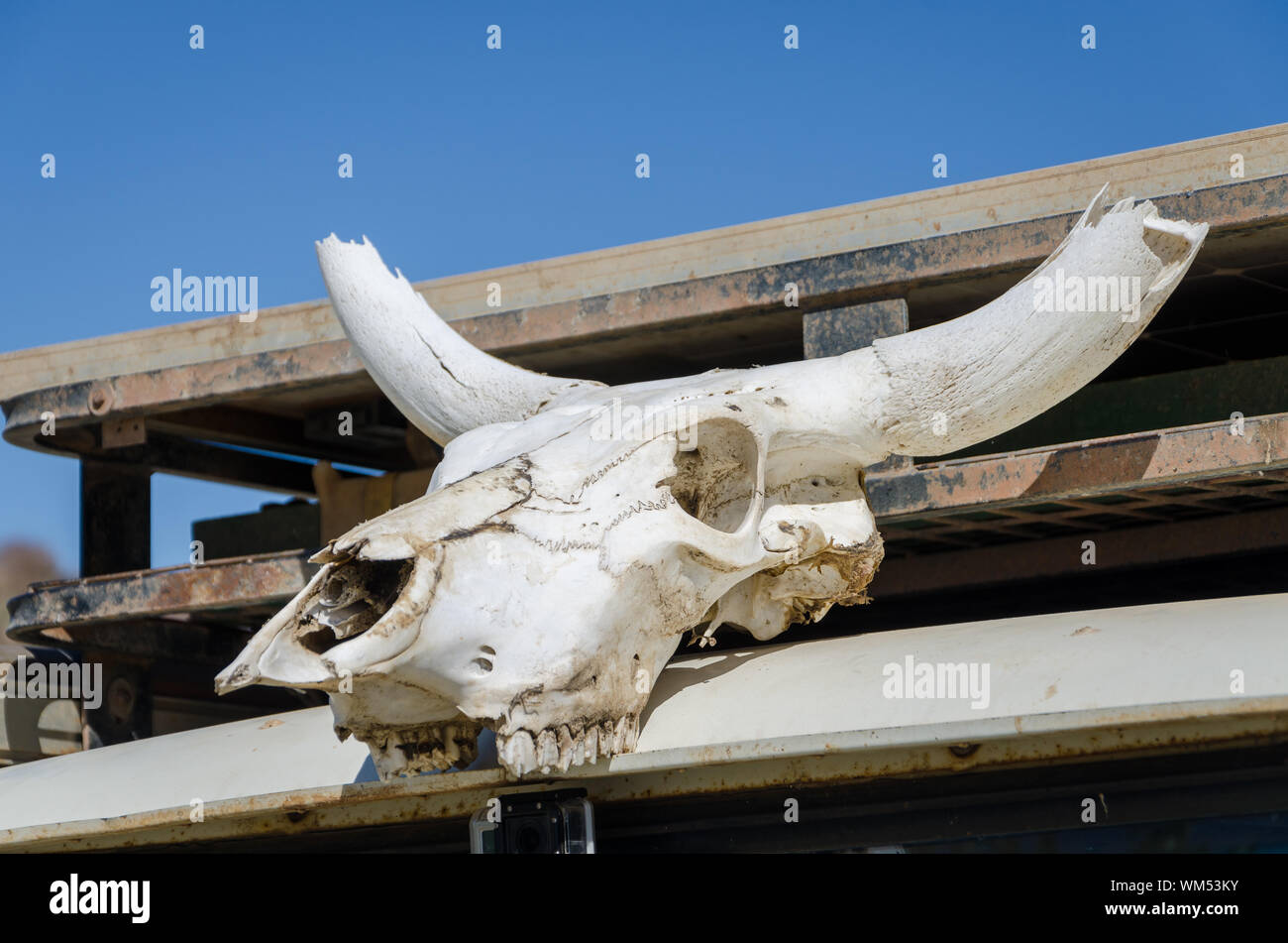 Horned cow skull hi-res stock photography and images - Alamy