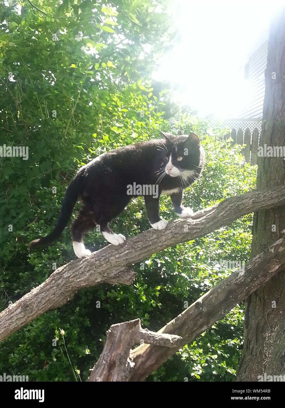 View Of Cat Walking On Tree Branch Stock Photo - Alamy