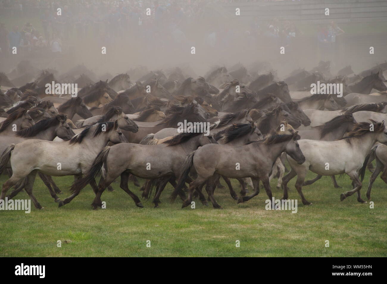 Horses Running On Grass High Resolution Stock Photography and Images ...